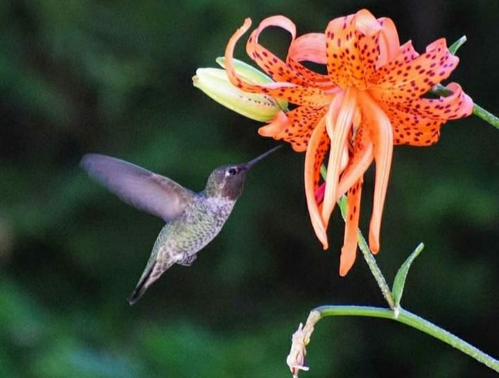 Bless the Lord – Scriptural Musings with Booferchick